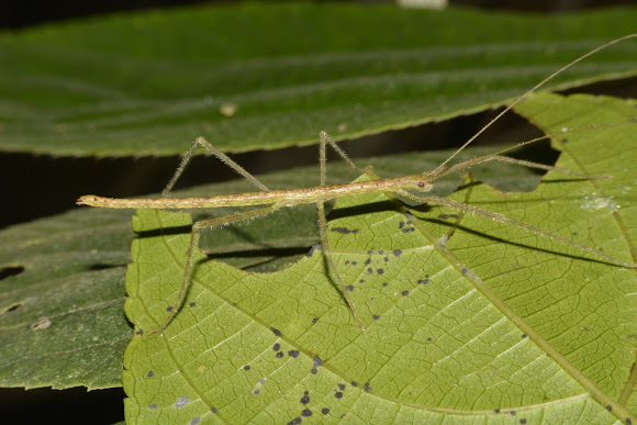 Stick Insect, Phasmid - Nymph | Project Noah