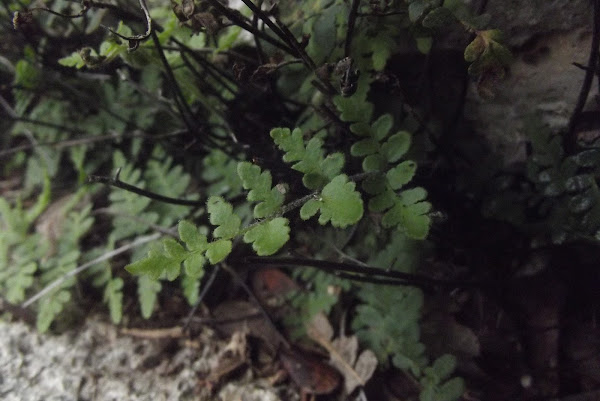 helecho, fern | Project Noah