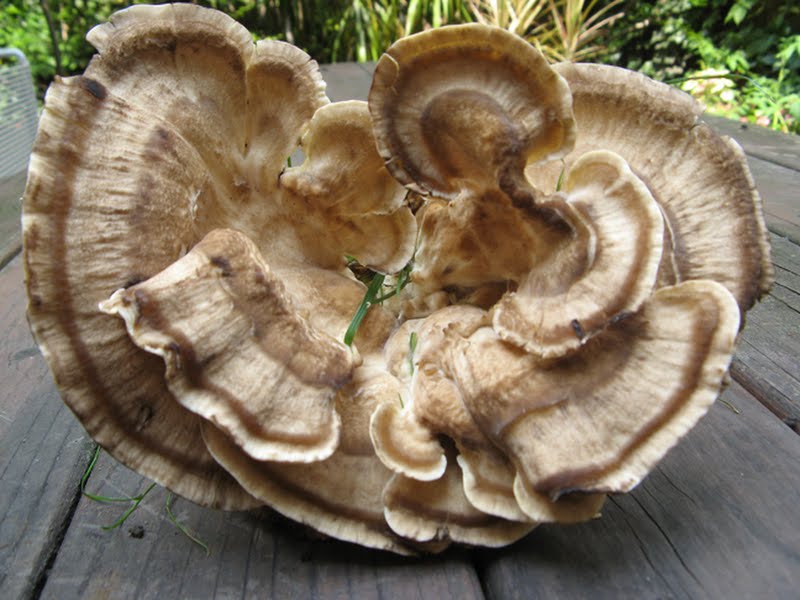 Meripilus sumstinei (giganteus), Black-staining Polypore, 1 of 2 ...