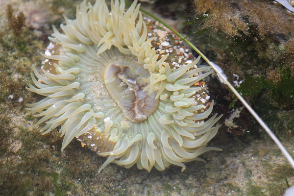 starburst anemone | Project Noah