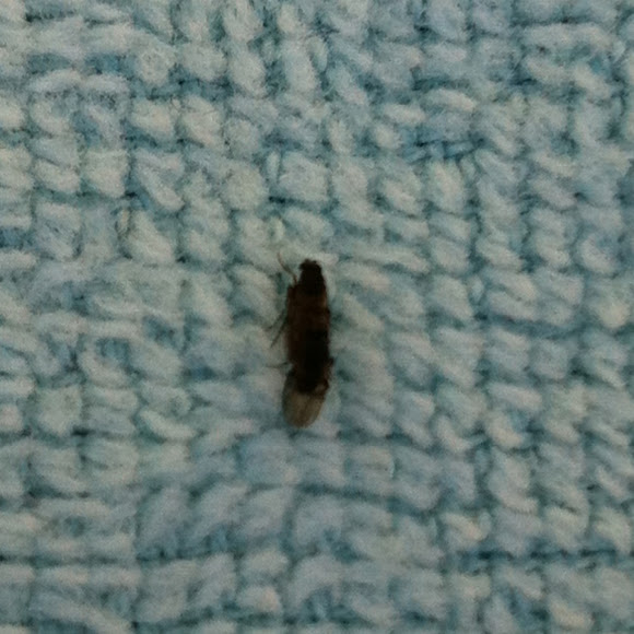 Scuttle fly | Project Noah