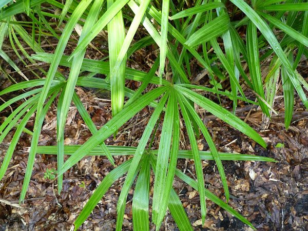 Needle Palm | Project Noah