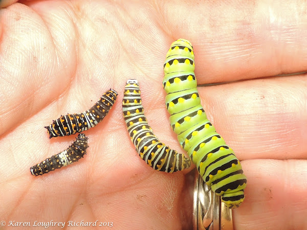 Black swallowtail caterpillars (instars 1-4) | Project Noah