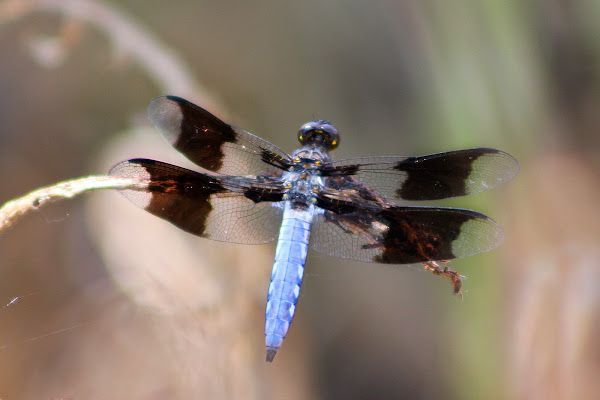 Common Whitetail Skimmer | Project Noah