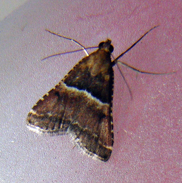 Snout Moth | Project Noah