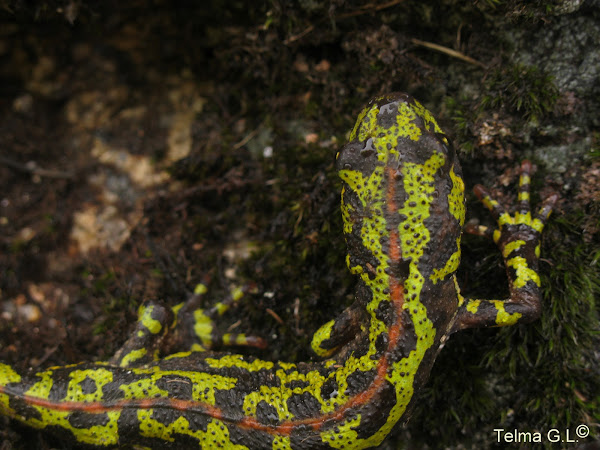 Marbled newt | Project Noah