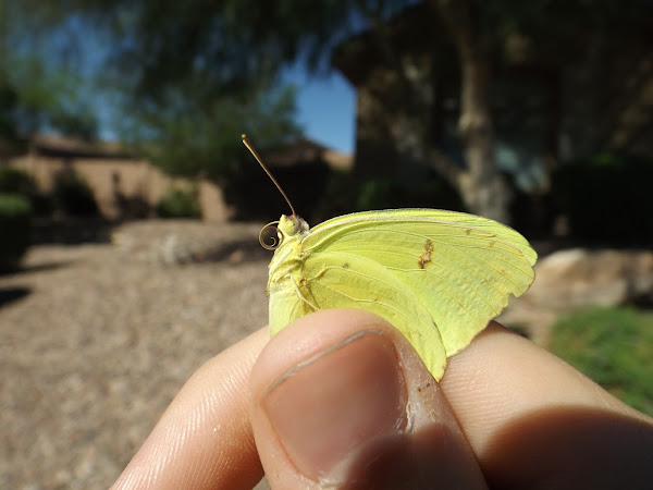 Cloudless Sulphur | Project Noah