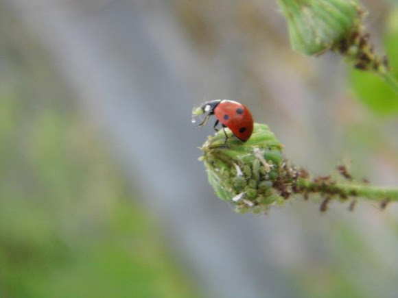 Six Spotted Ladybug | Project Noah