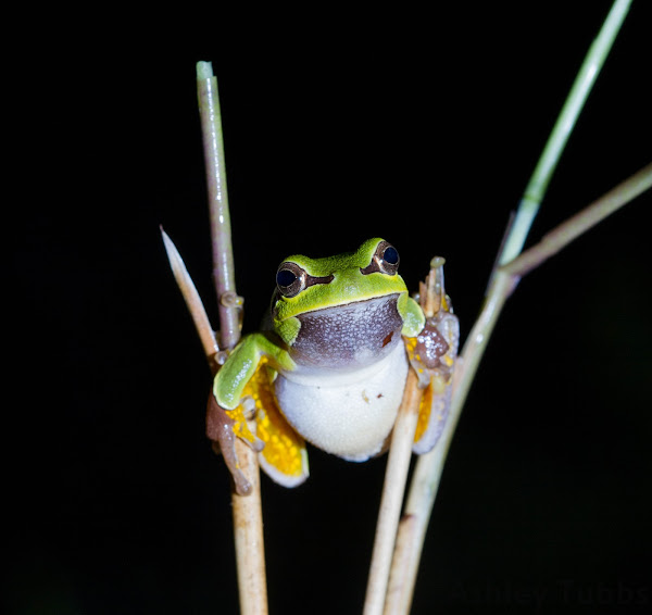 Pine Barrens Tree Frog | Project Noah