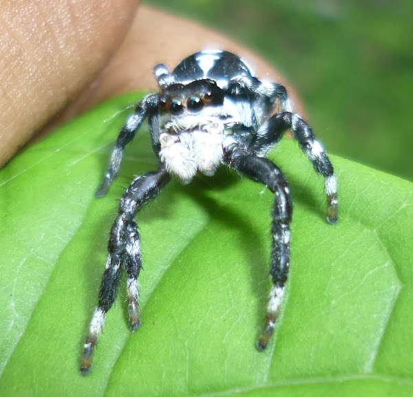 Spider | Project Noah