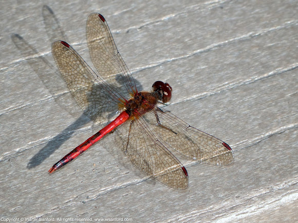 Autumn Meadowhawk dragonfly (male) | Project Noah