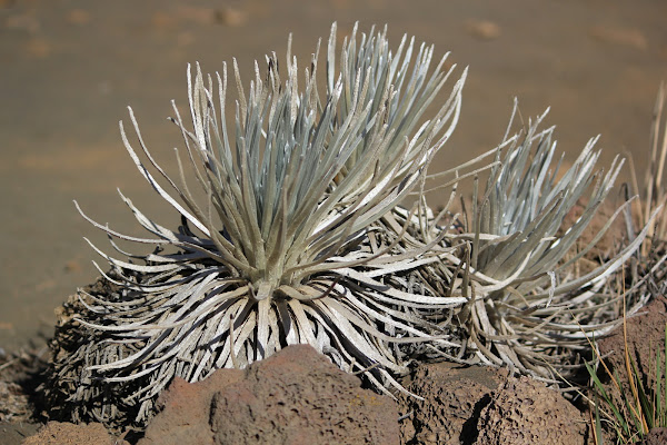 Mauna Kea silversword | Project Noah