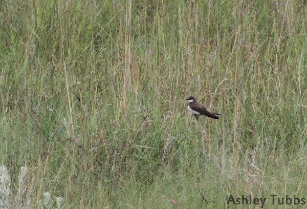 Banded Martin | Project Noah