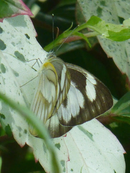 Striped Albatross | Project Noah