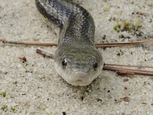 Eastern Black Rat Snake | Project Noah