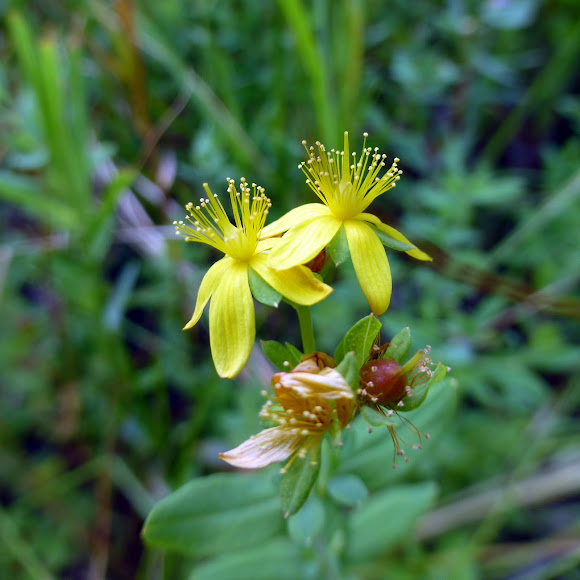 Pale St. John'swort | Project Noah
