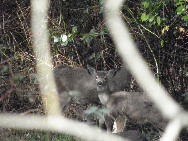 Mule deer | Project Noah