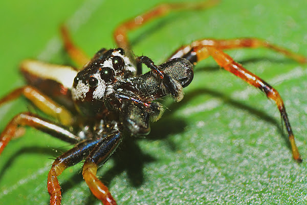 Large Jawed Jumping Spider | Project Noah