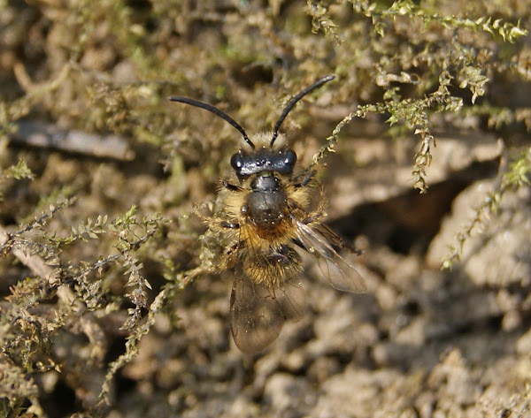 Common Sand Bee | Project Noah