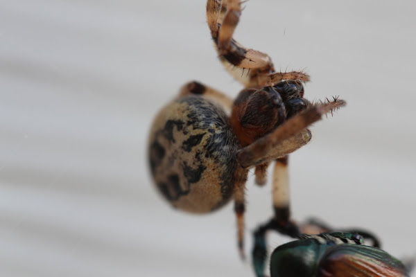 Furrow spider | Project Noah