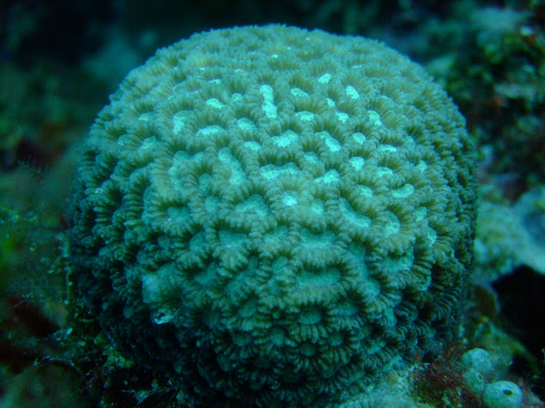 Favites abdita | Project Noah