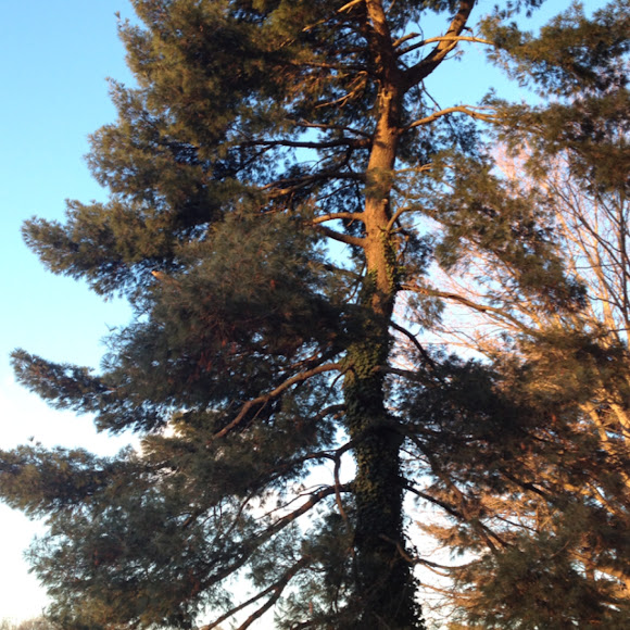 Eastern White Pine | Project Noah