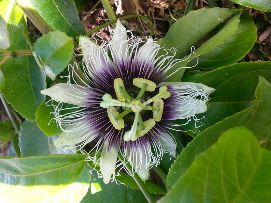 Lilikoi Flower | Best Flower Site