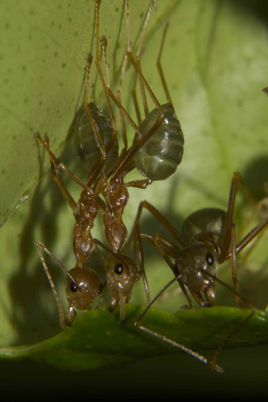 Green Ants | Project Noah