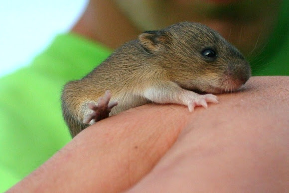 Marsh Rice Rat (juvenile) | Project Noah