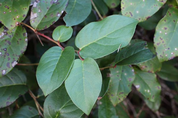 Salal | Project Noah