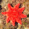 Cushion Sea Star | Project Noah