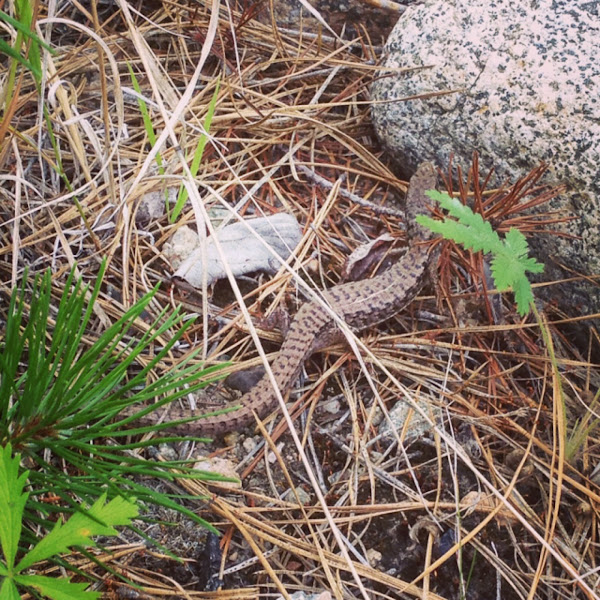 Northwestern Alligator Lizard | Project Noah