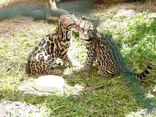 Ocelot | Project Noah