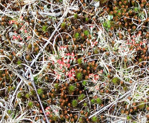 red-capped British soldiers lichens | Project Noah