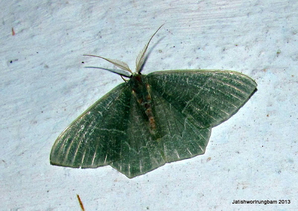 Emerald Moth | Project Noah