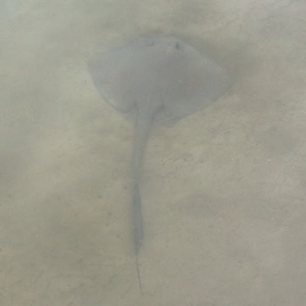 Cowtail stingray | Project Noah