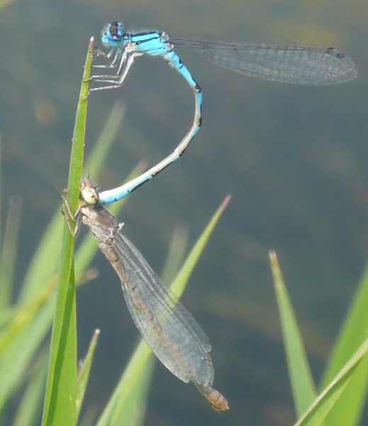 Damselfly | Project Noah