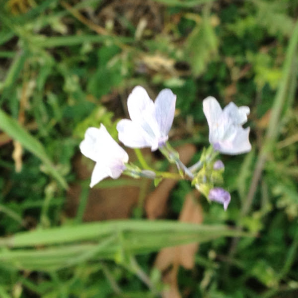 Canada toadflax | Project Noah
