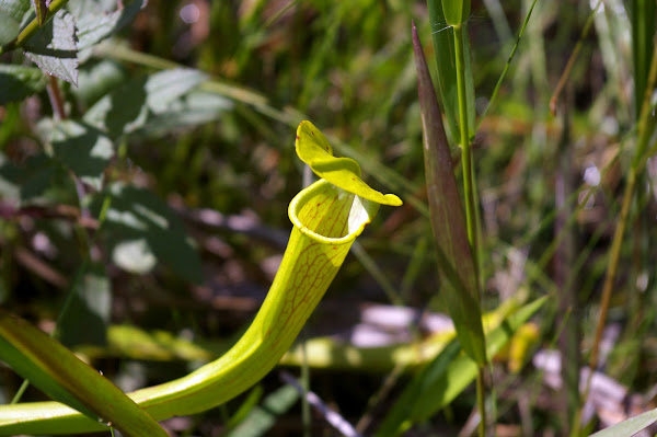 Pitcher Plant | Project Noah