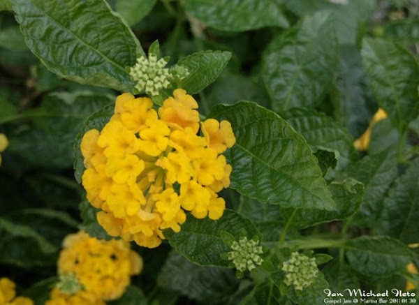 Baho Baho | Project Noah