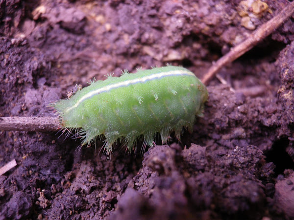 Spotting | Project Noah