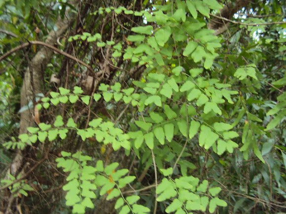 Vine Fern | Project Noah