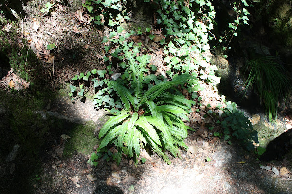 Ladder Fern | Project Noah