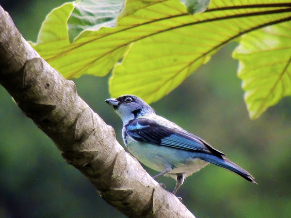 Azure-rumped Tanager | Project Noah