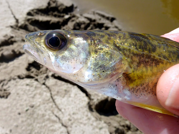 Walleye | Project Noah