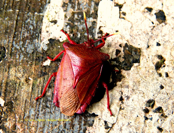 Giant Stink Bug ♂ | Project Noah