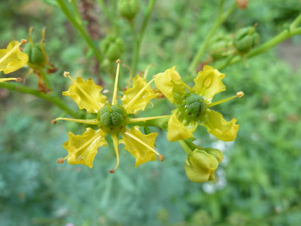 Common Rue | Project Noah