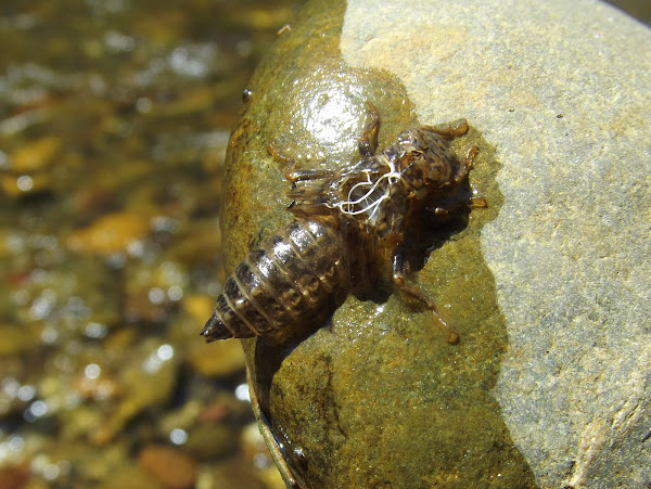 Mudeye | Project Noah