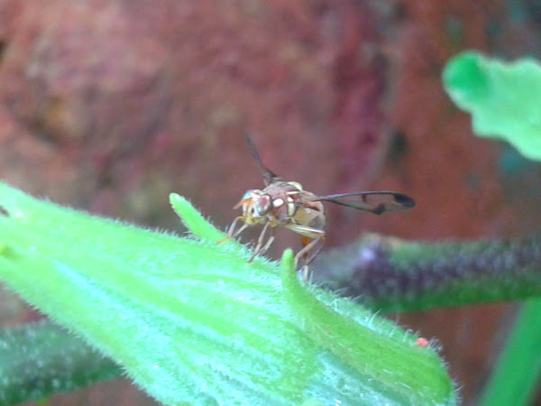 Fruit fly? | Project Noah