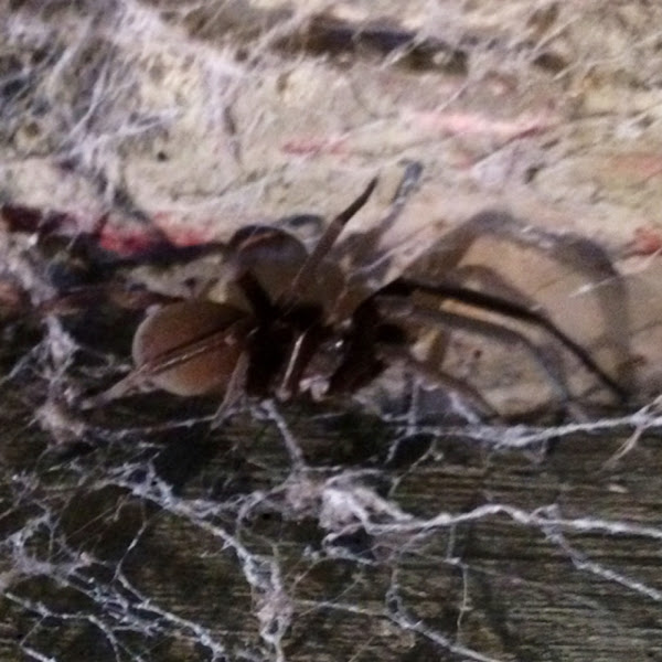 Brown recluse | Project Noah